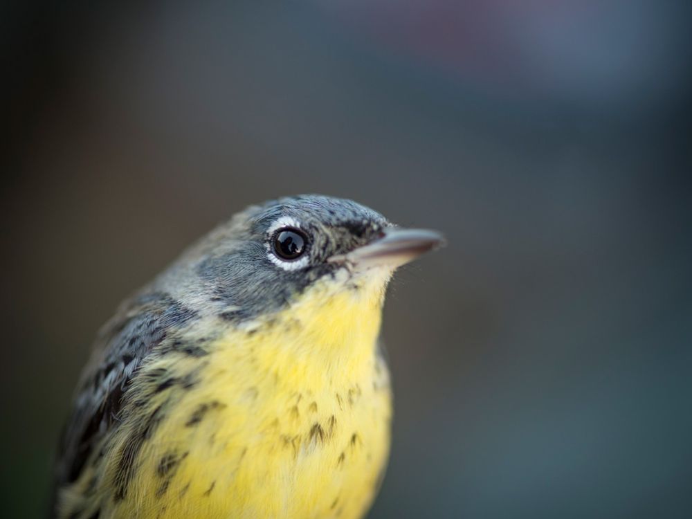 A Day in the Life of a Conservation Biologist in Search of a Rare ...