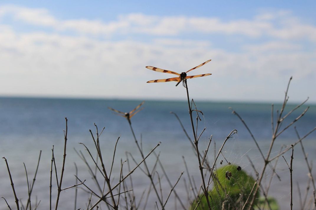 Dragon fly in the Keys | Smithsonian Photo Contest | Smithsonian Magazine