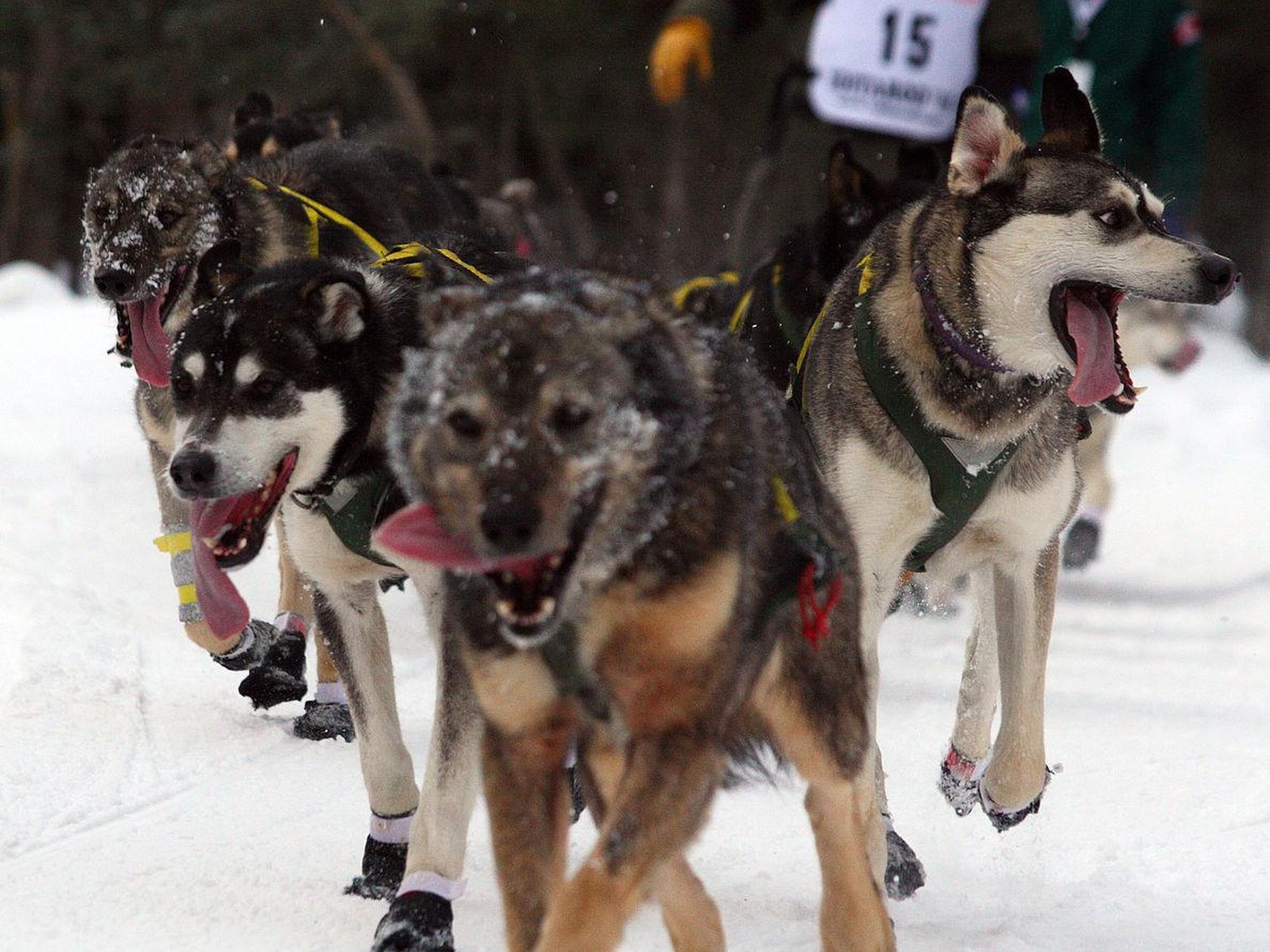 Understanding the Doping Controversy That's Hit Sled Dog Racing