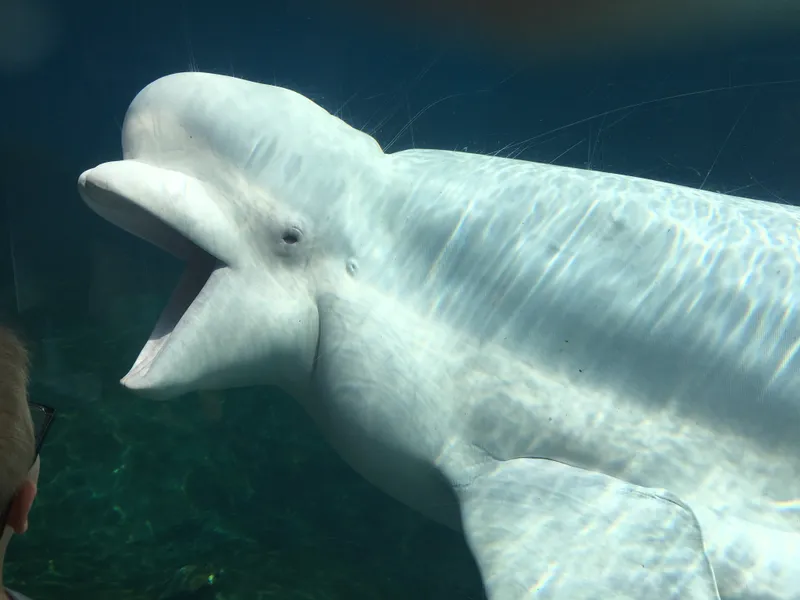 Beluga whale touring the tank at Mystic Aquarium | Smithsonian Photo ...