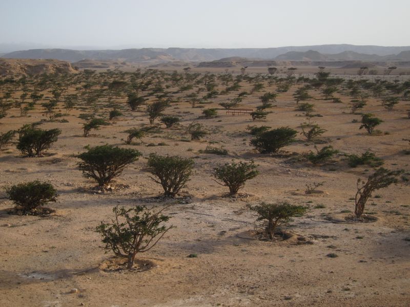 The hidden Frankincense forest of Oman's Wadi Dawkah. | Smithsonian ...