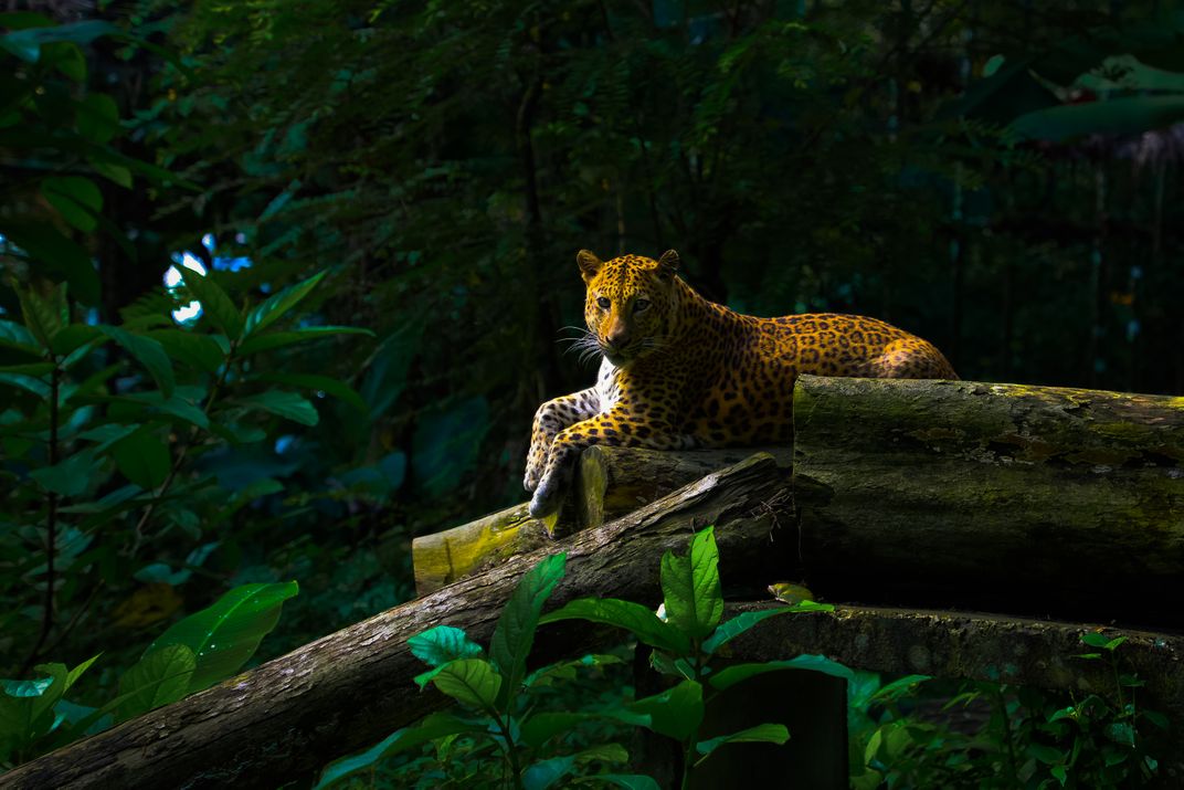 Leopard in the Moonlight | Smithsonian Photo Contest | Smithsonian Magazine