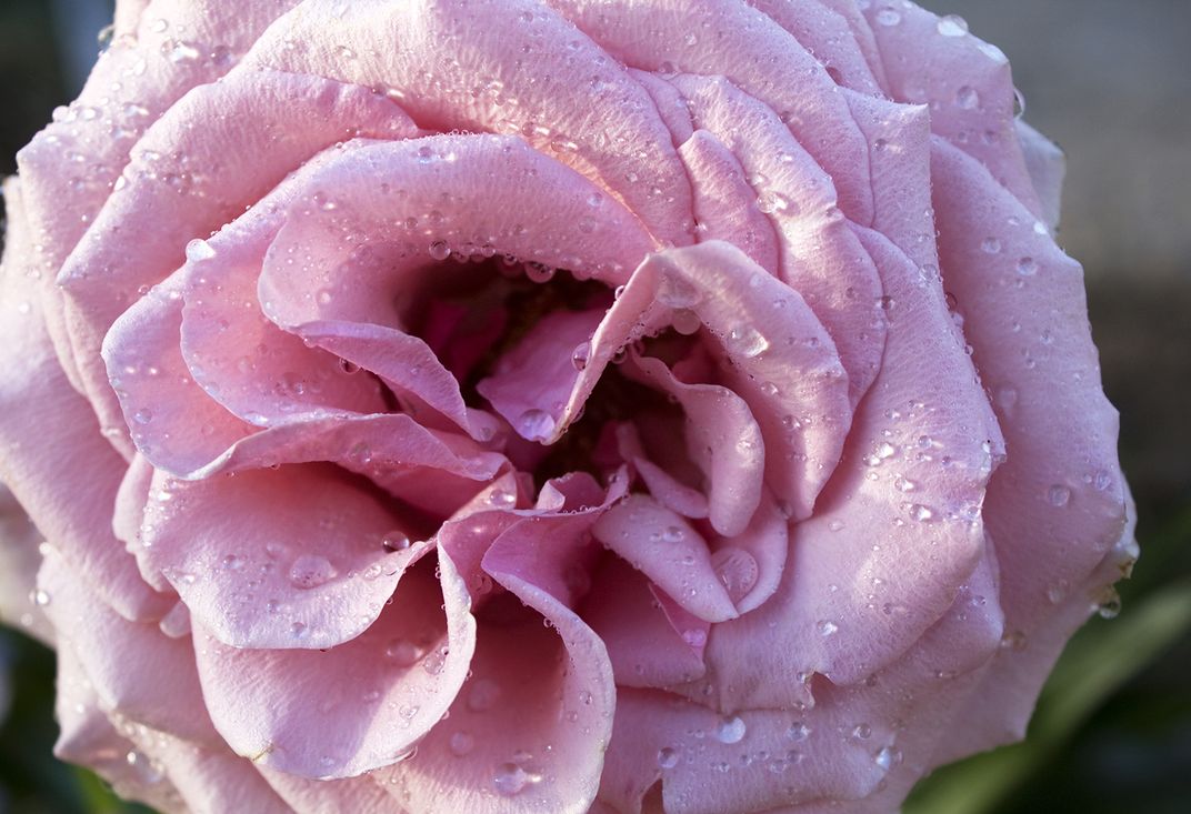 Pink rose | Smithsonian Photo Contest | Smithsonian Magazine