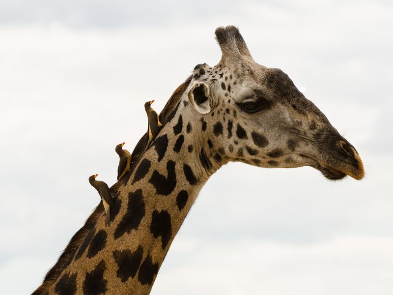 Three oxpeckers on a giraffe | Smithsonian Photo Contest | Smithsonian ...