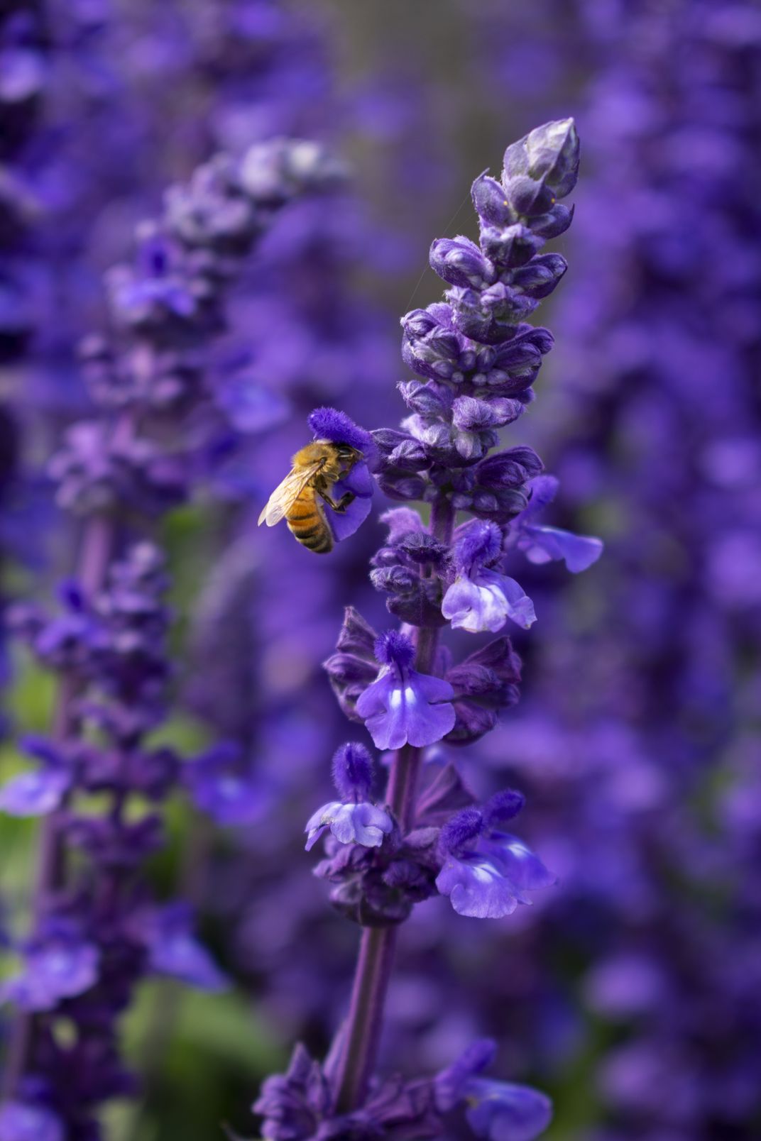Bee and purple flowers | Smithsonian Photo Contest | Smithsonian Magazine