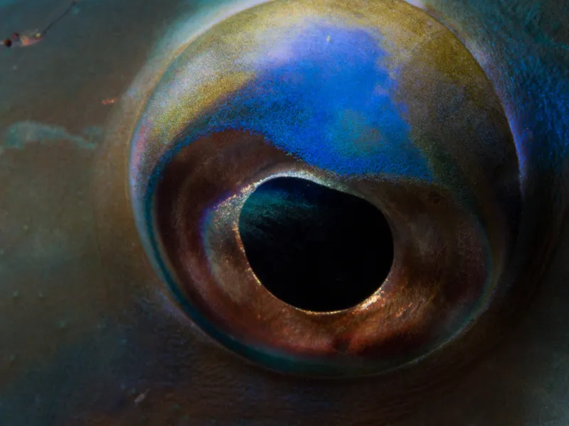 Ojo de Pez Loro en buceo nocturno | Smithsonian Photo Contest ...