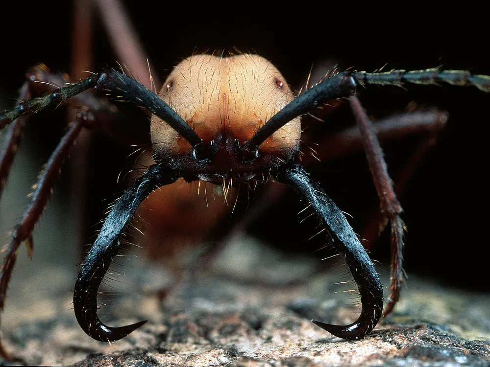 Following the Swarm: Making a Documentary Short Film In Panama’s ...