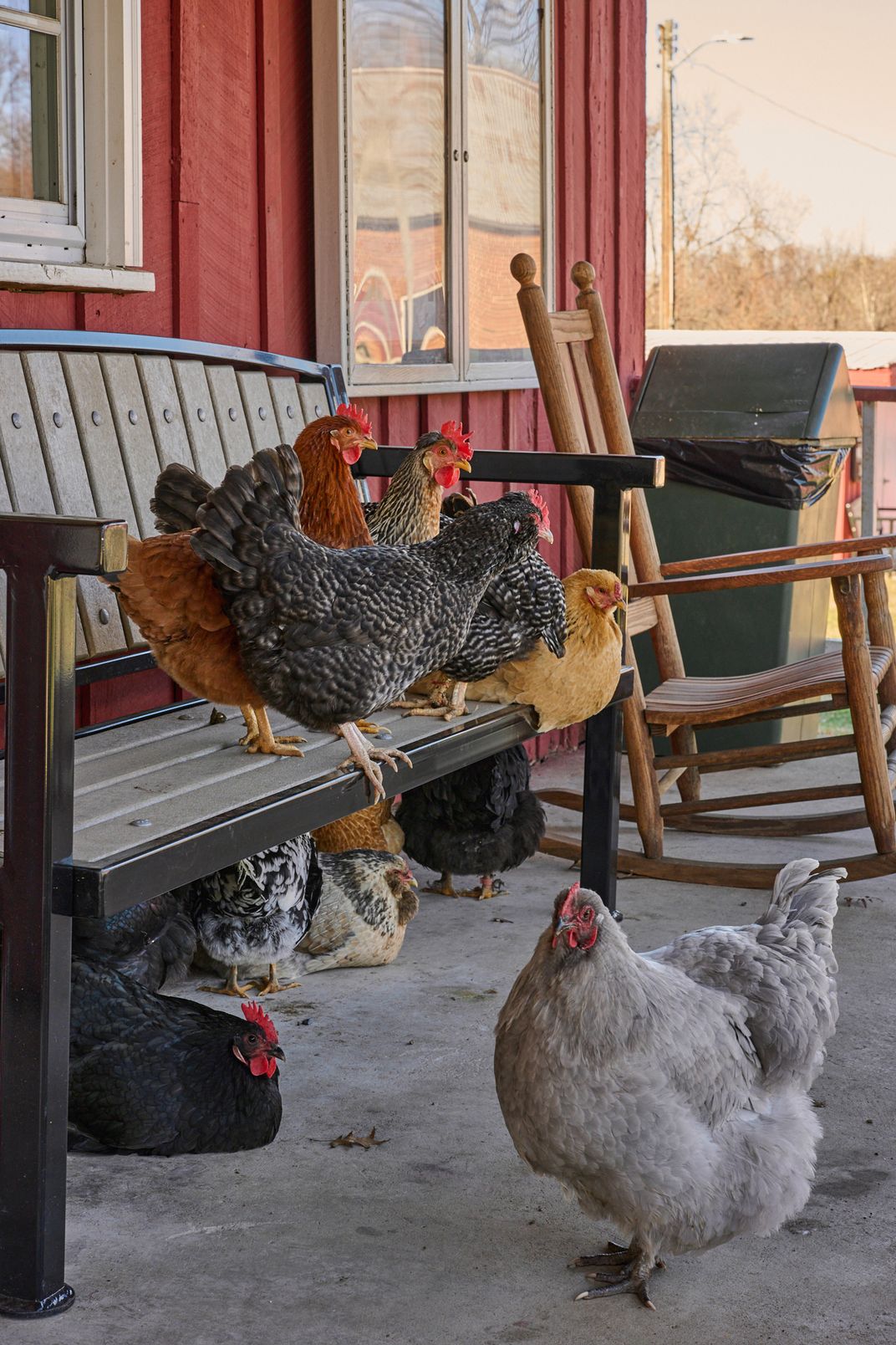 The chicken bench | Smithsonian Photo Contest | Smithsonian Magazine