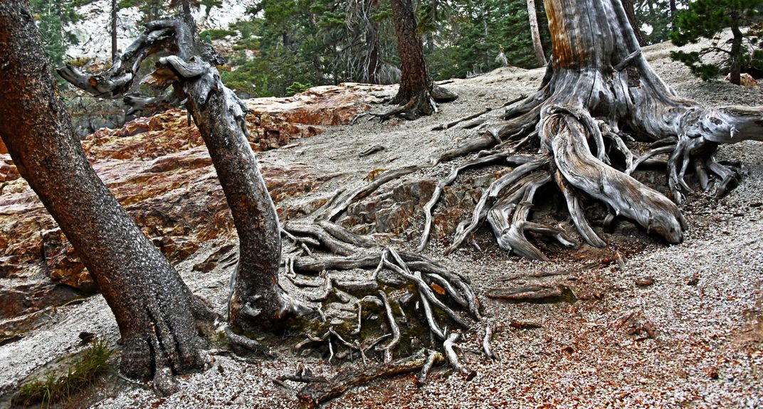 Twisted Roots | Smithsonian Photo Contest | Smithsonian Magazine