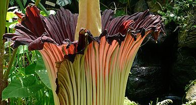 Rare, Smelly Corpse Flower About To Bloom | Smithsonian