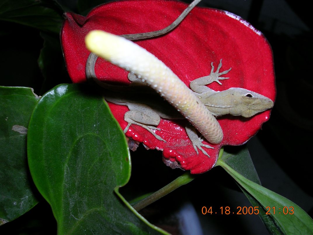 Florida Gecko at night | Smithsonian Photo Contest | Smithsonian Magazine