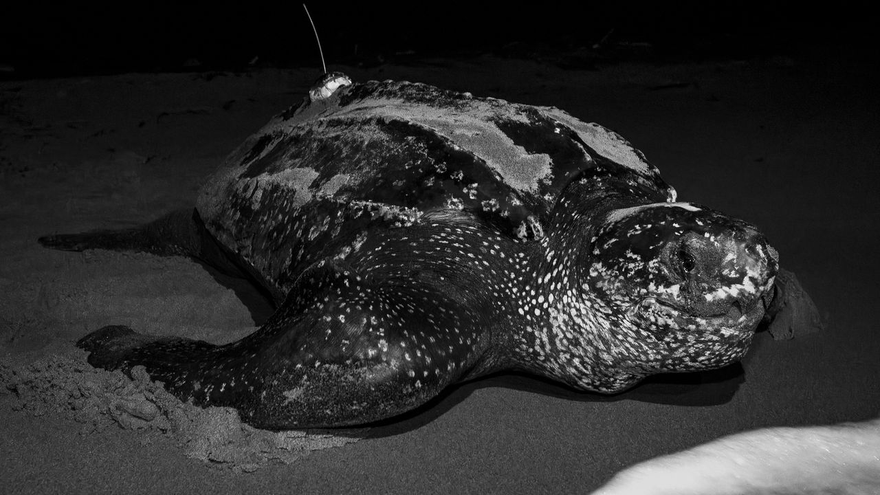 leatherback turtle bycatch