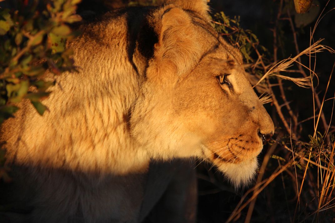 Lioness at Sunrise | Smithsonian Photo Contest | Smithsonian Magazine