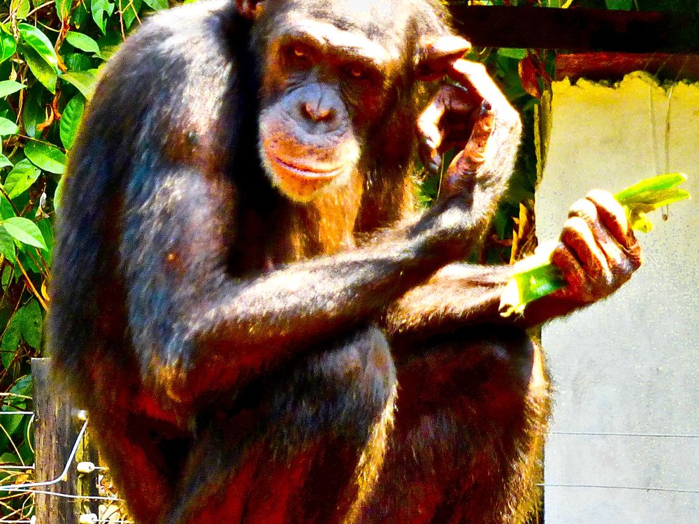 Adult Chimpanzee Took Its Turn Watching a Young Chimp Walk a Tightrope ...