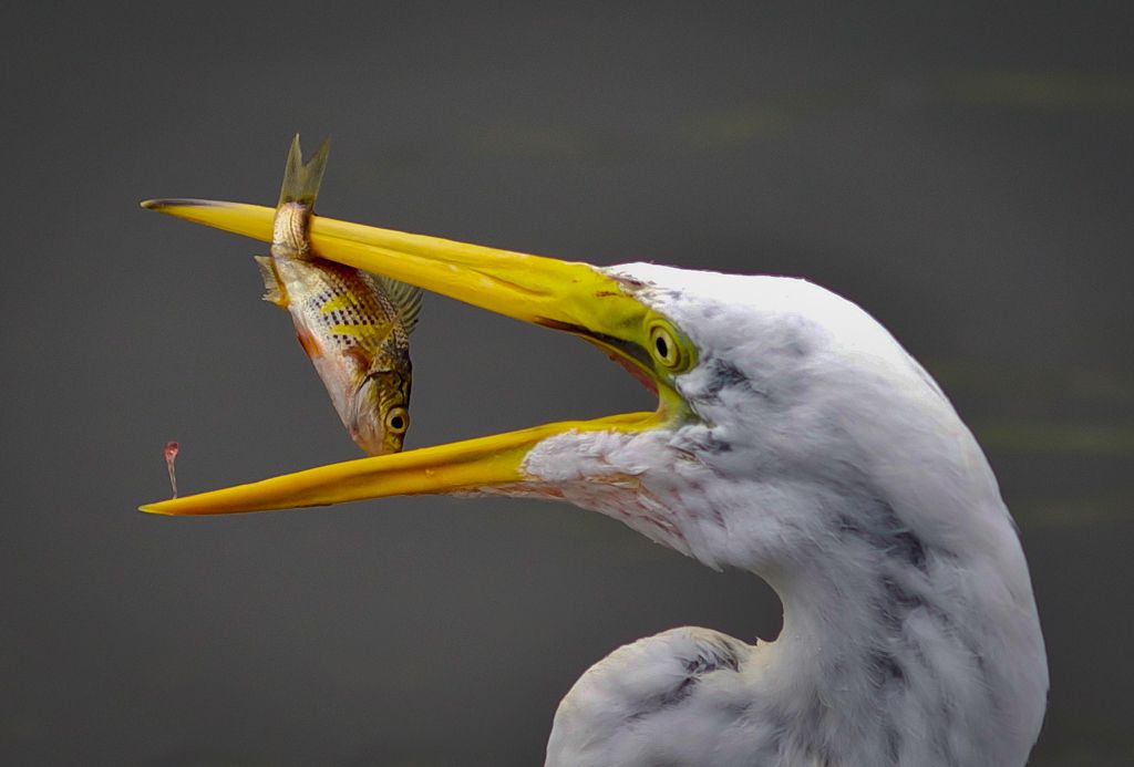Great Egret eyes his catch | Smithsonian Photo Contest | Smithsonian ...