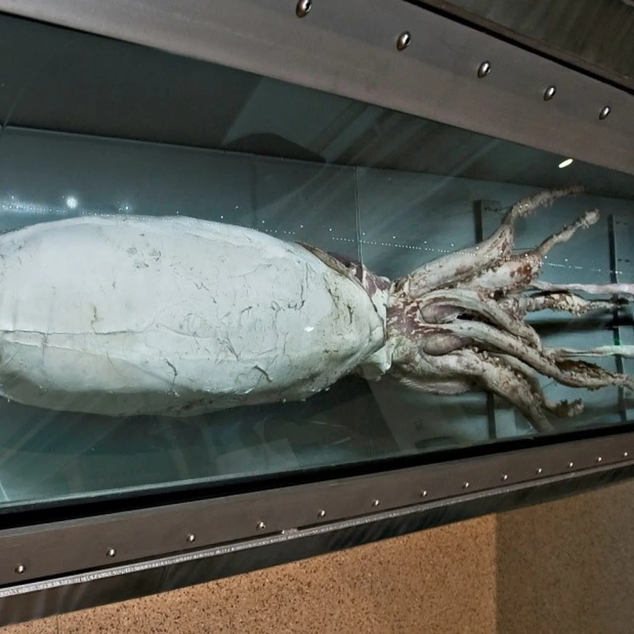 colossal squid display