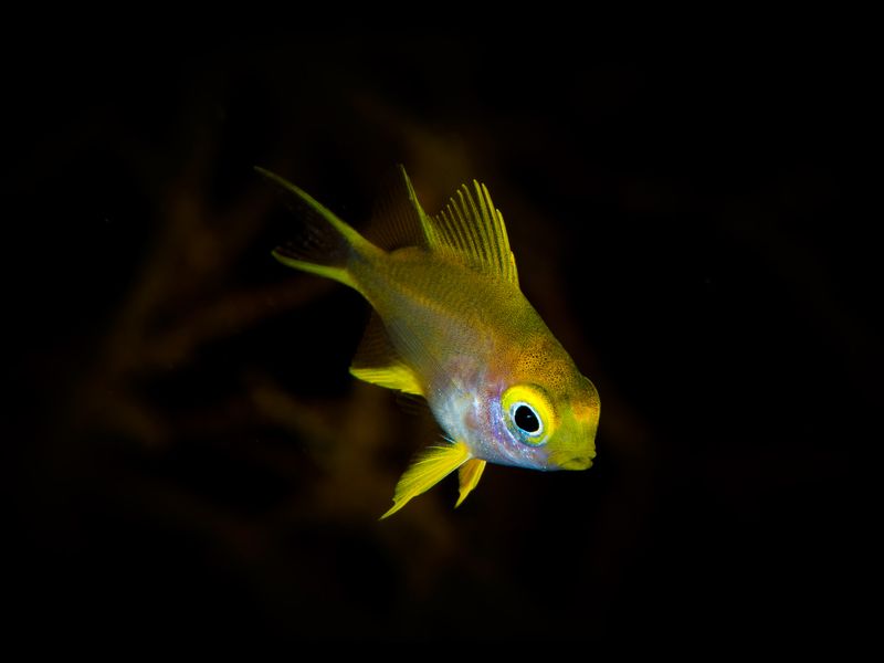 fish in the night | Smithsonian Photo Contest | Smithsonian Magazine