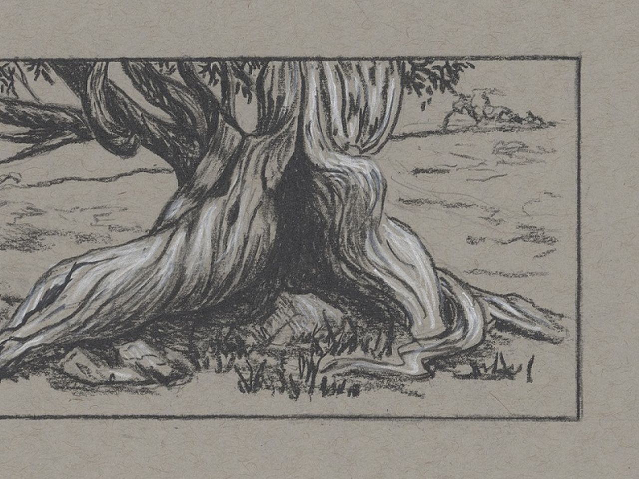 bristlecone pine drawing