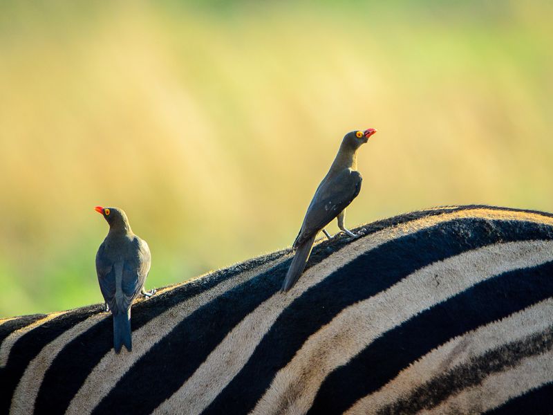 Colaboration Oxpecker and Zebra | Smithsonian Photo Contest ...