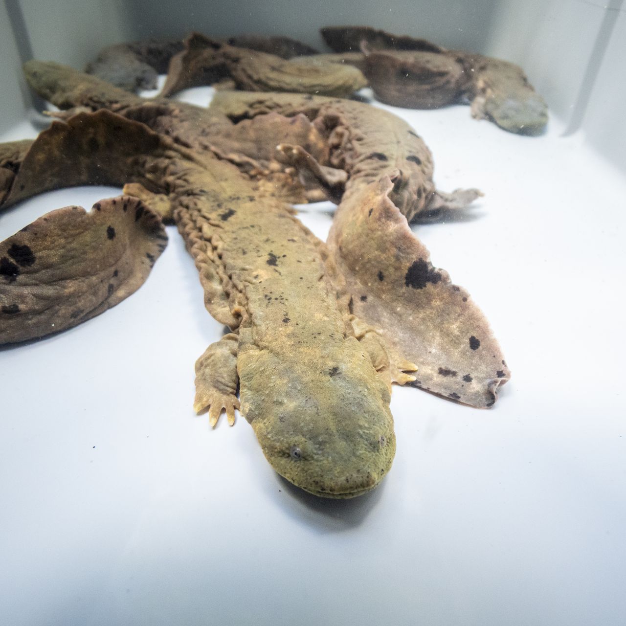 how big do hellbenders get