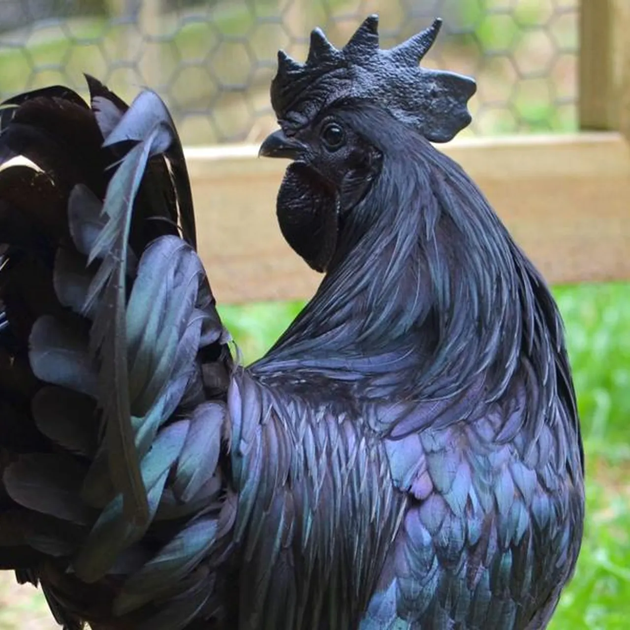 black spitzhauben chicken