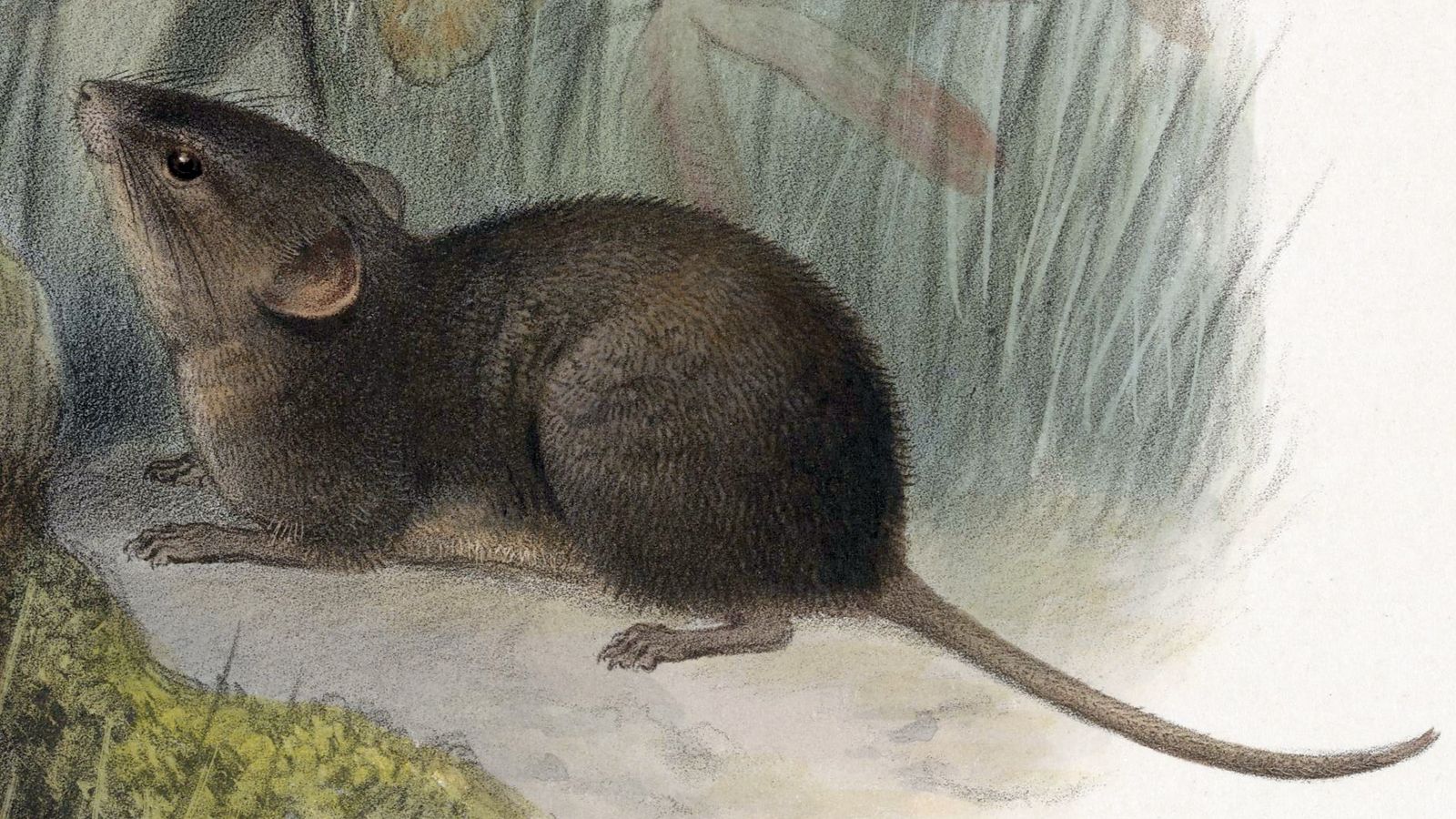 These Singing Mice Squeak Back and Forth—and Don't Interrupt ...