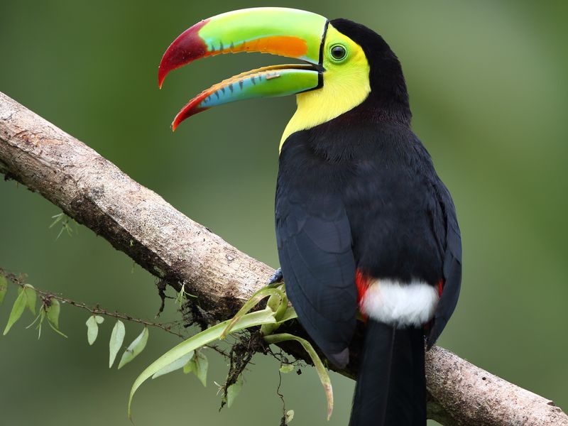 Keel-Billed Toucan in Costa Rica | Smithsonian Photo Contest ...