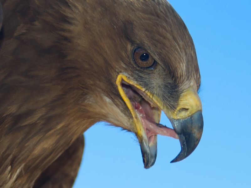 The fierce eagle trained to hunt for the Mongolian hunter ...