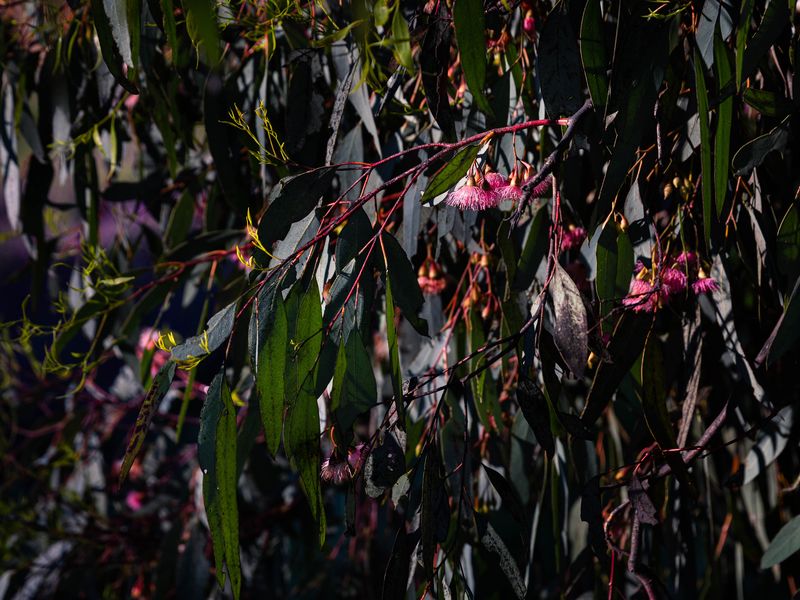 Gum Blossoms | Smithsonian Photo Contest | Smithsonian Magazine