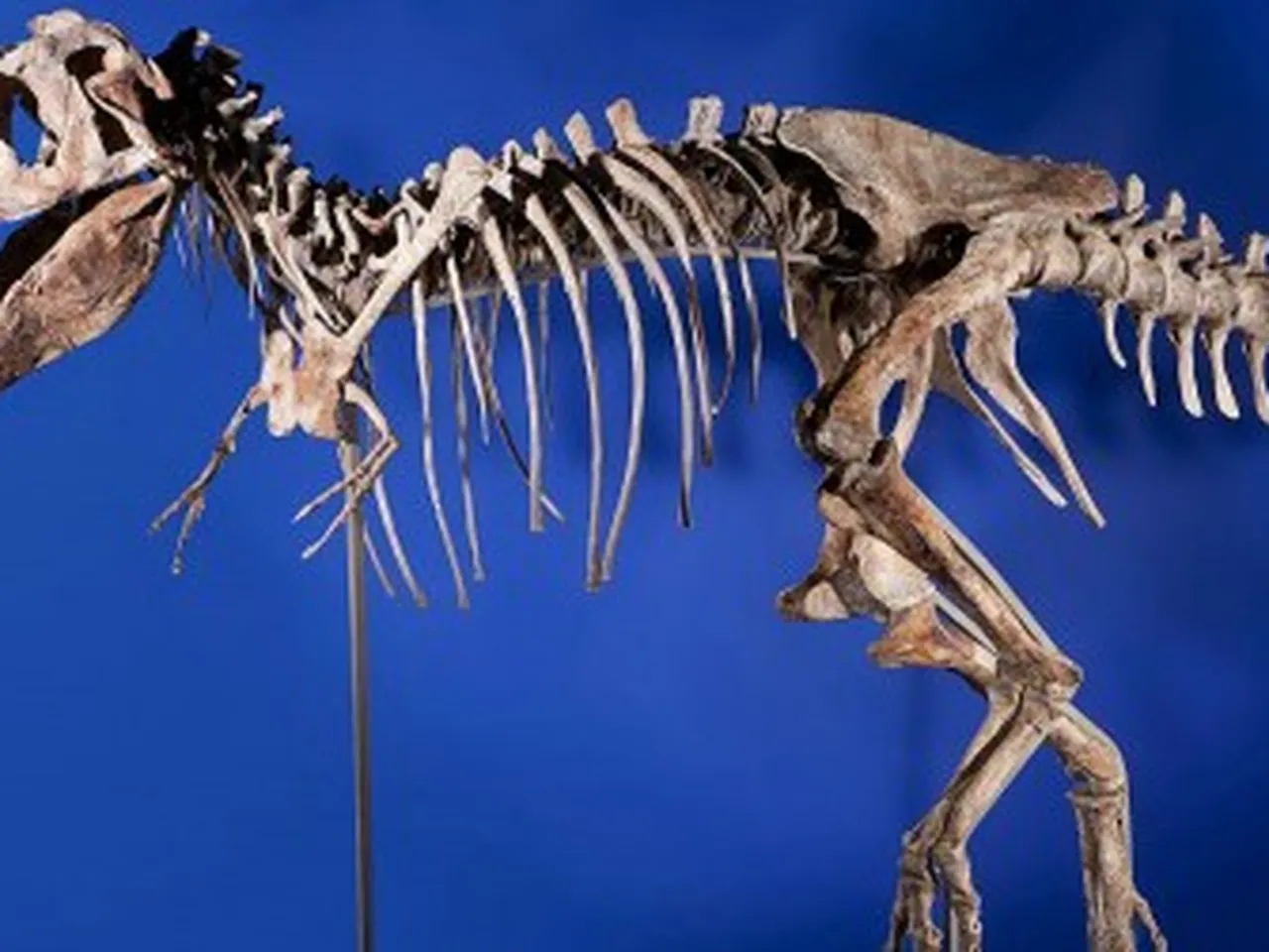 Tarbosaurus Skeleton Tyrannosaurus Rex Fossil | American Museum Of