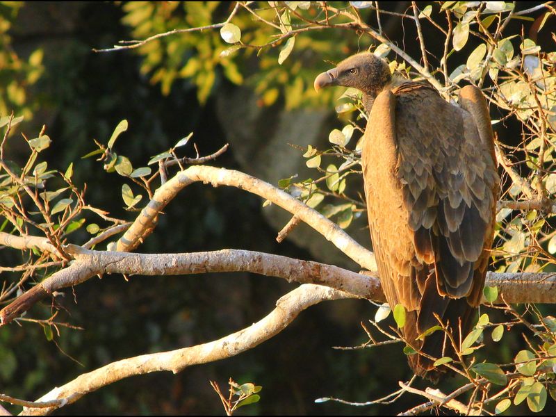 The Indian Vulture (Long Billed Vulture) | Smithsonian Photo Contest ...