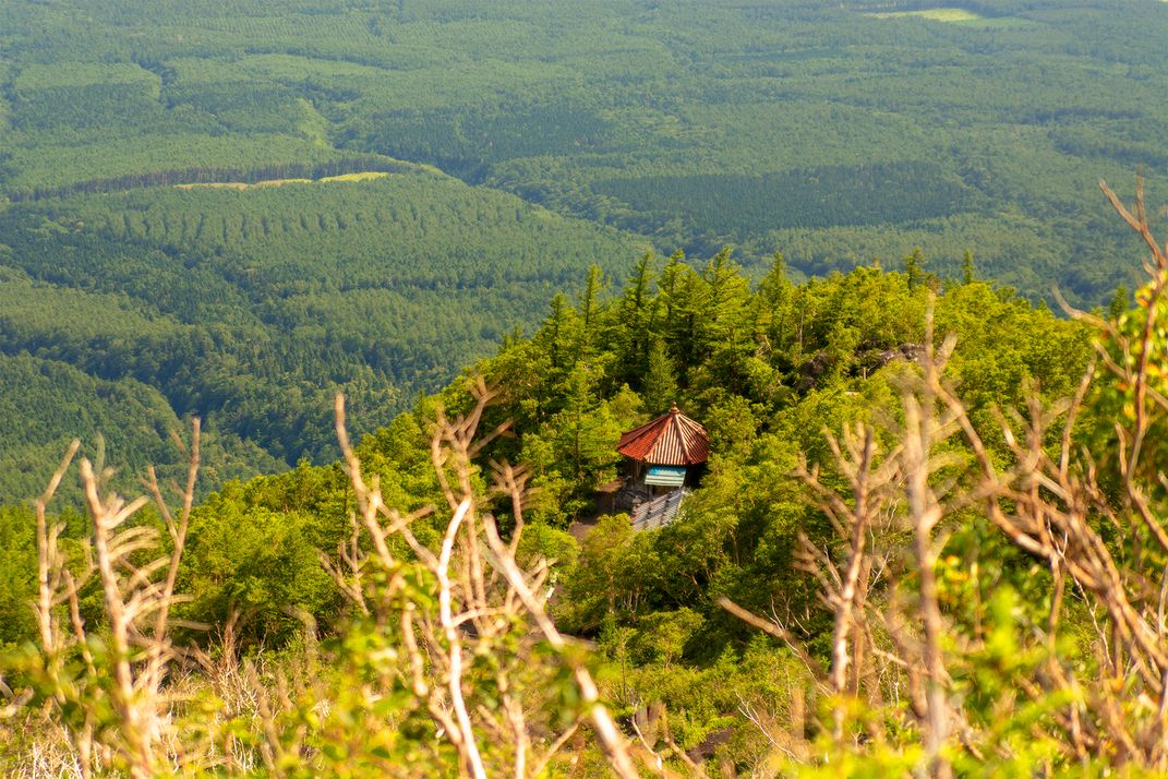 Fuji Forest | Smithsonian Photo Contest | Smithsonian Magazine