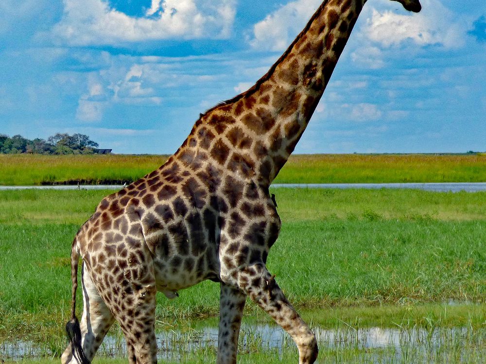 GIRAFFE IN MOTION | Smithsonian Photo Contest | Smithsonian Magazine