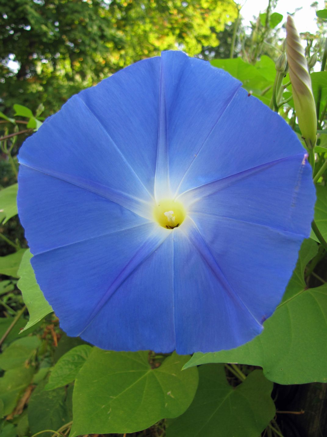 Magnificent Blue Morning Glory On a late summer morning, this unusally ...