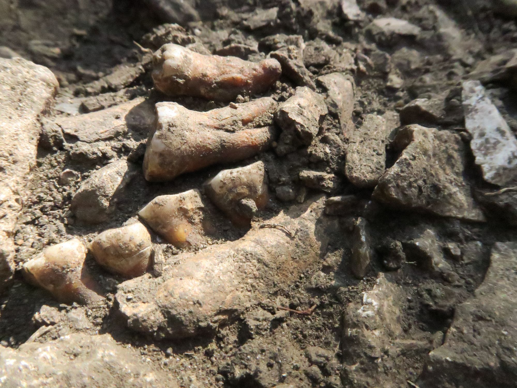 Ancient DNA Reveals Neanderthal Group Was Isolated for 50,000 Years