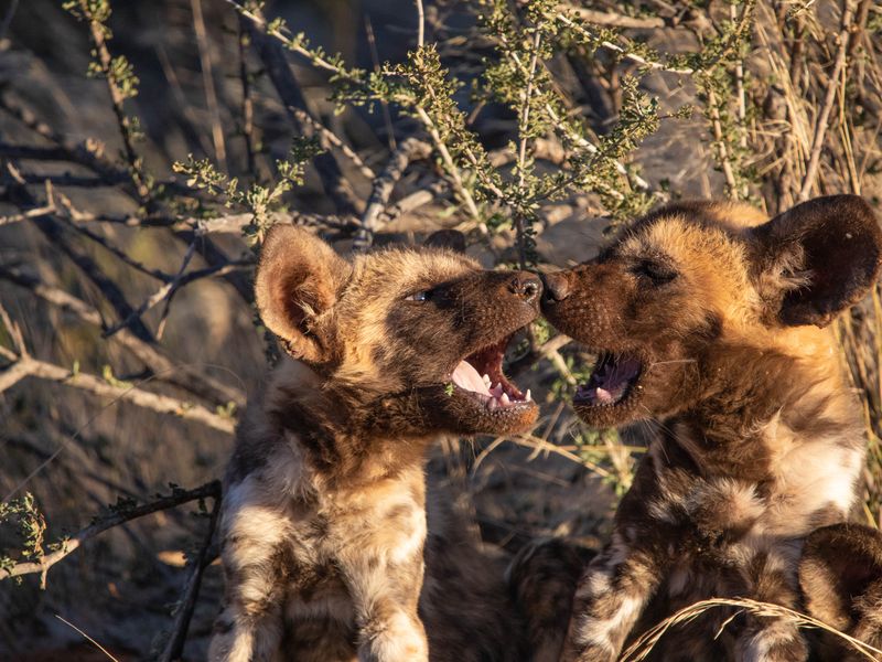 Wild Dog Puppies | Smithsonian Photo Contest | Smithsonian Magazine