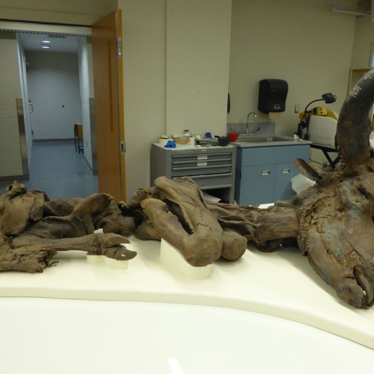 bison latifrons diet