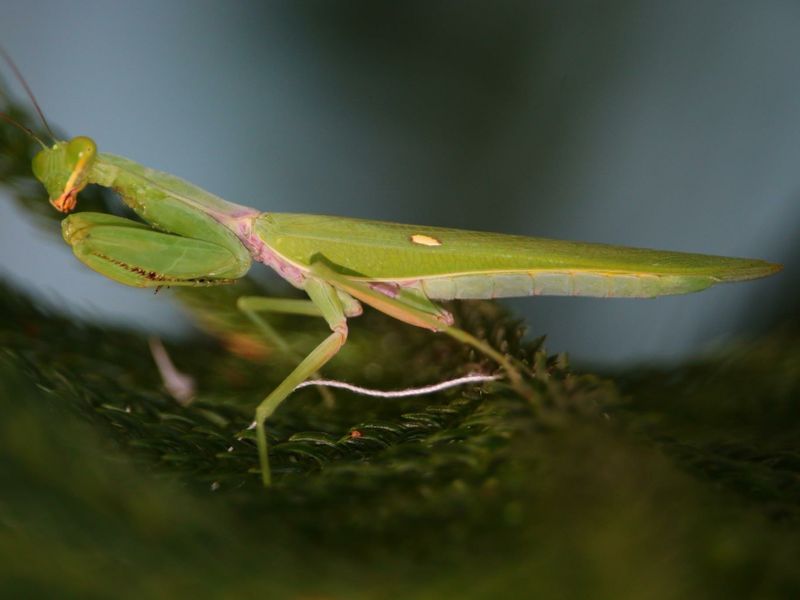 mantis on alert | Smithsonian Photo Contest | Smithsonian Magazine