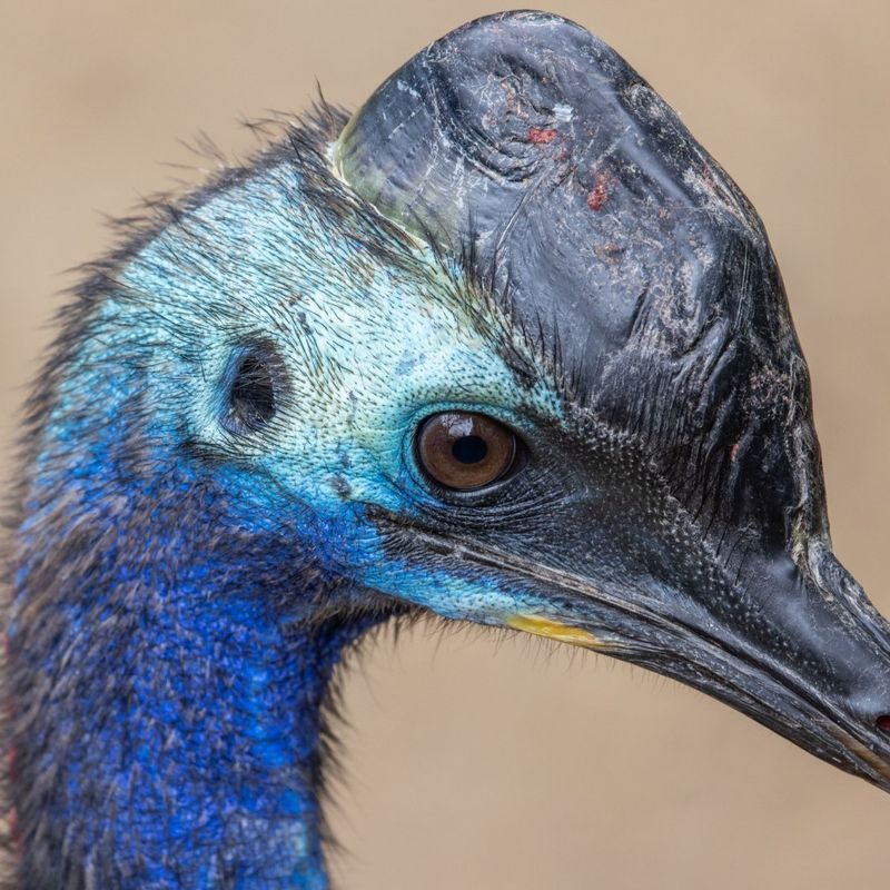 Cassowary Bird Feather