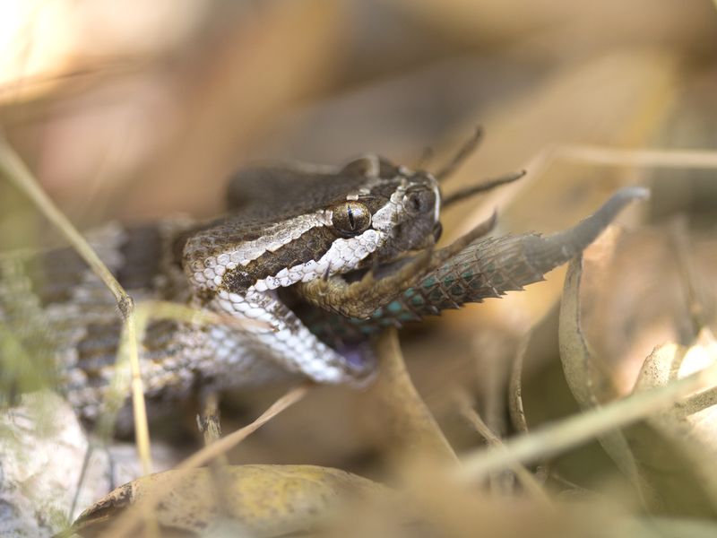 Southern Pacific Rattlesnake eating fence lizard | Smithsonian Photo ...