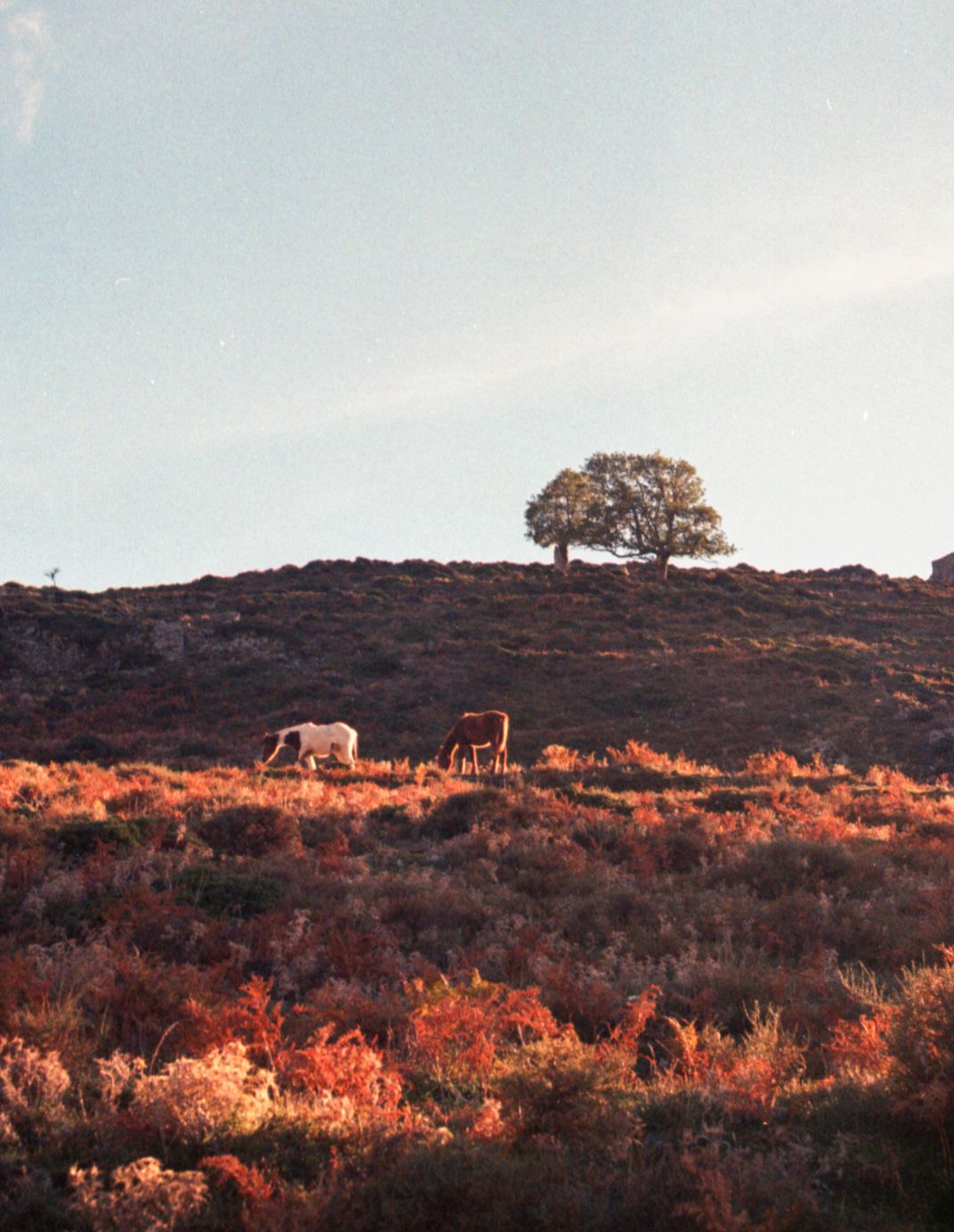 Autumn in Sardinia | Smithsonian Photo Contest | Smithsonian Magazine