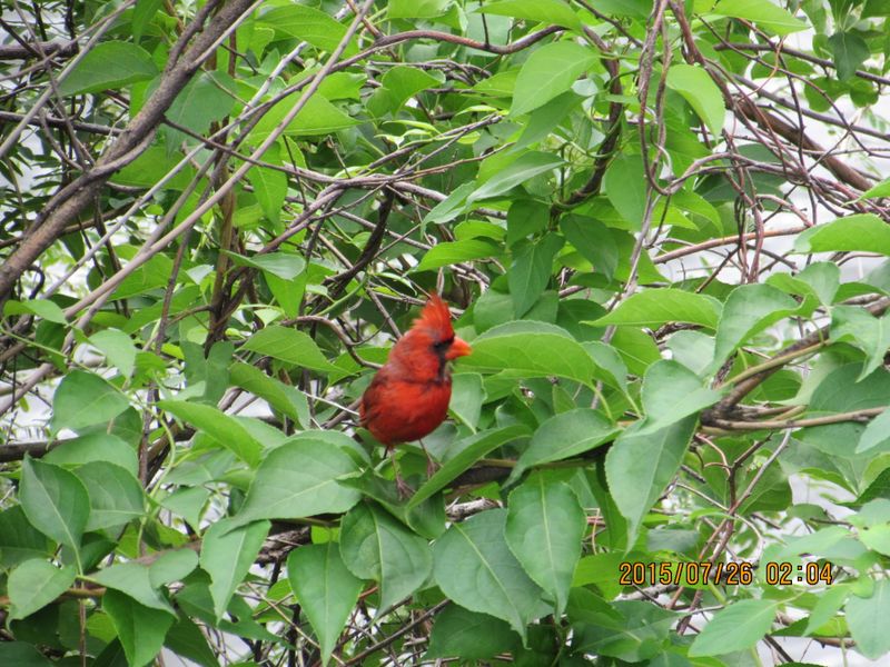 A red “lucky bird” | Smithsonian Photo Contest | Smithsonian Magazine