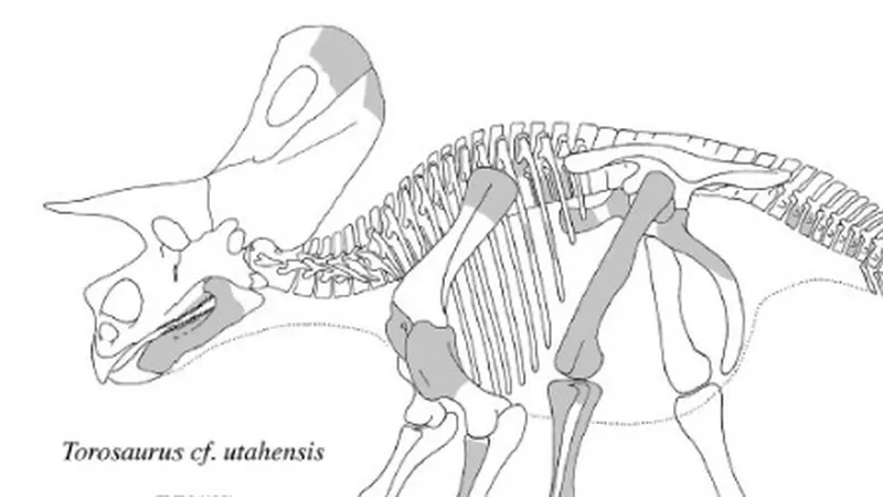 Skelet Van Een Torosaurus