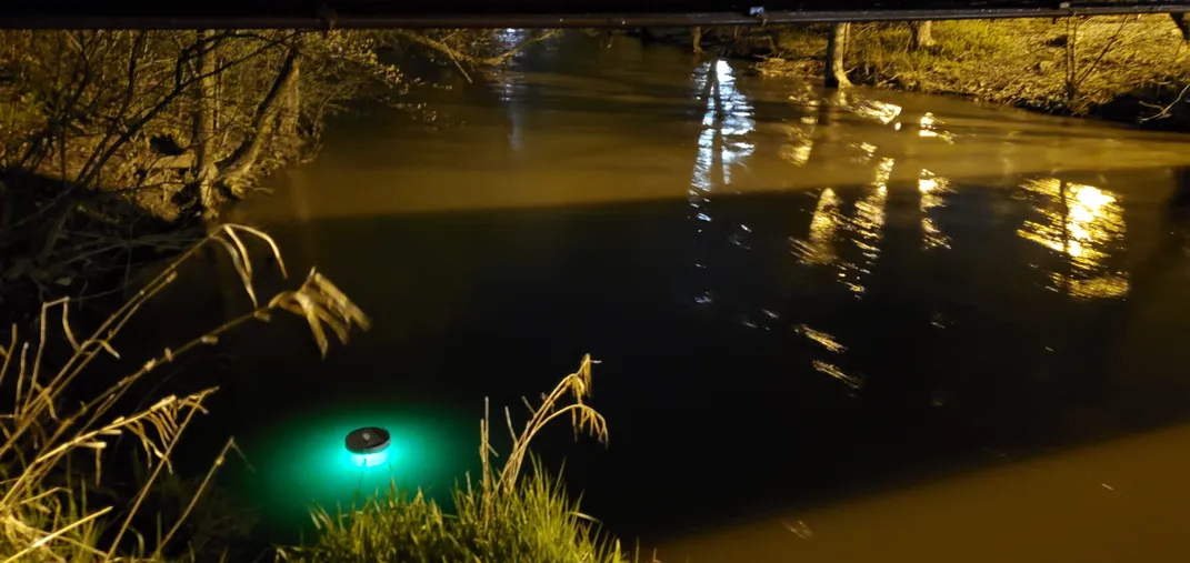 Fish Are Spawning in the Chicago River, Another Sign the Once ...