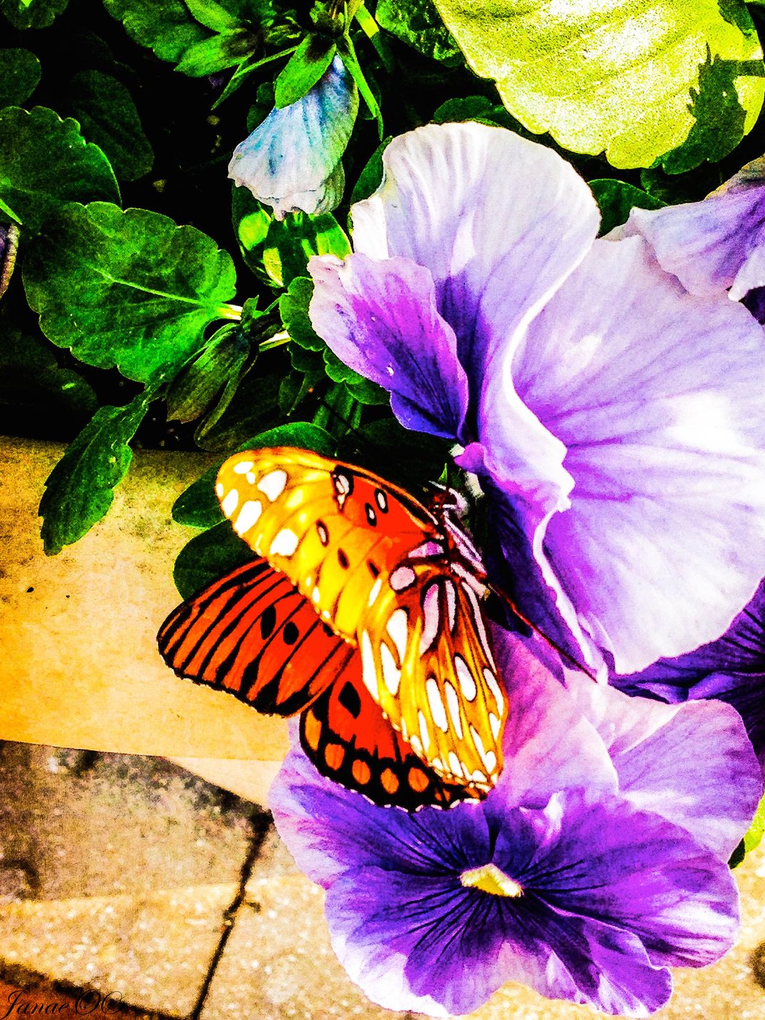 The Still Butterfly | Smithsonian Photo Contest | Smithsonian Magazine