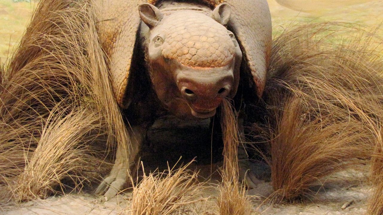 prehistoric giant armadillo shell found in argentina