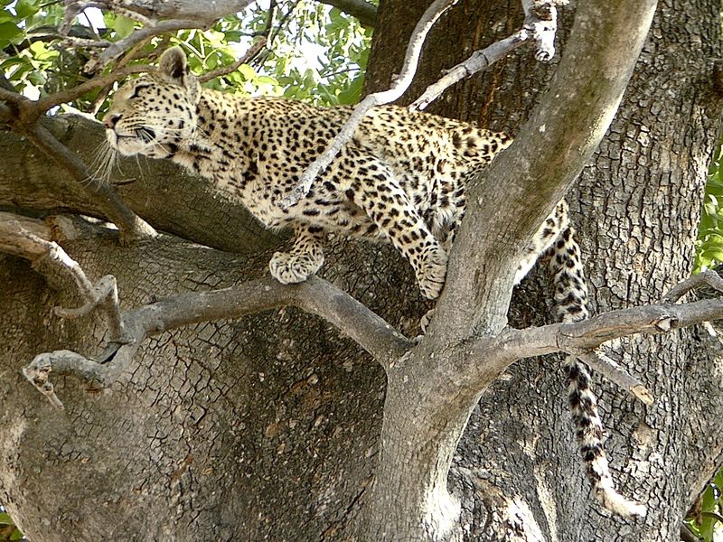 A hungry leopard | Smithsonian Photo Contest | Smithsonian Magazine