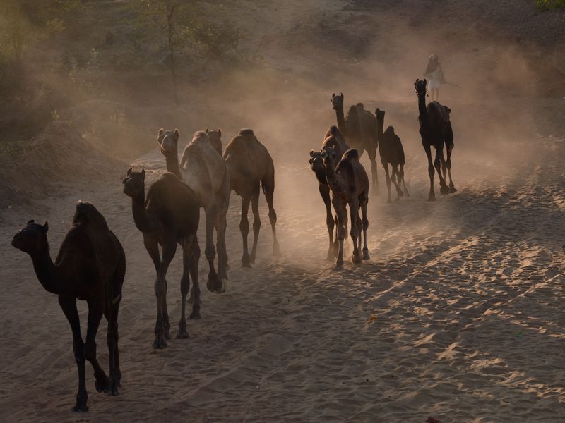 CAMEL TRADER | Smithsonian Photo Contest | Smithsonian Magazine