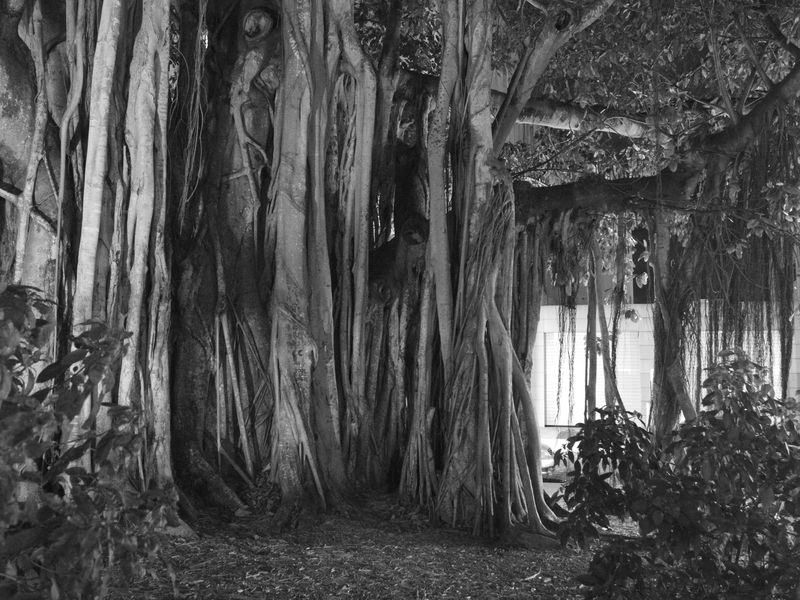 BANYON TREE | Smithsonian Photo Contest | Smithsonian Magazine