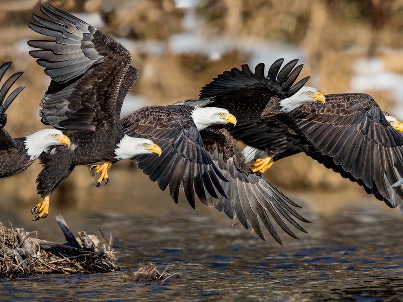 Bald Eagle on the Skagit River | Smithsonian Photo Contest ...